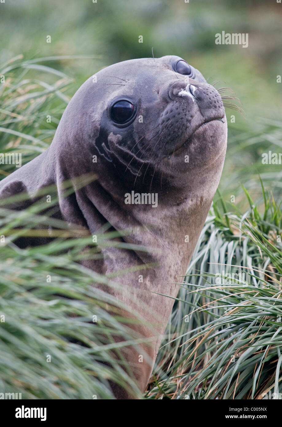 Female south elephant seal hi-res stock photography and images - Alamy