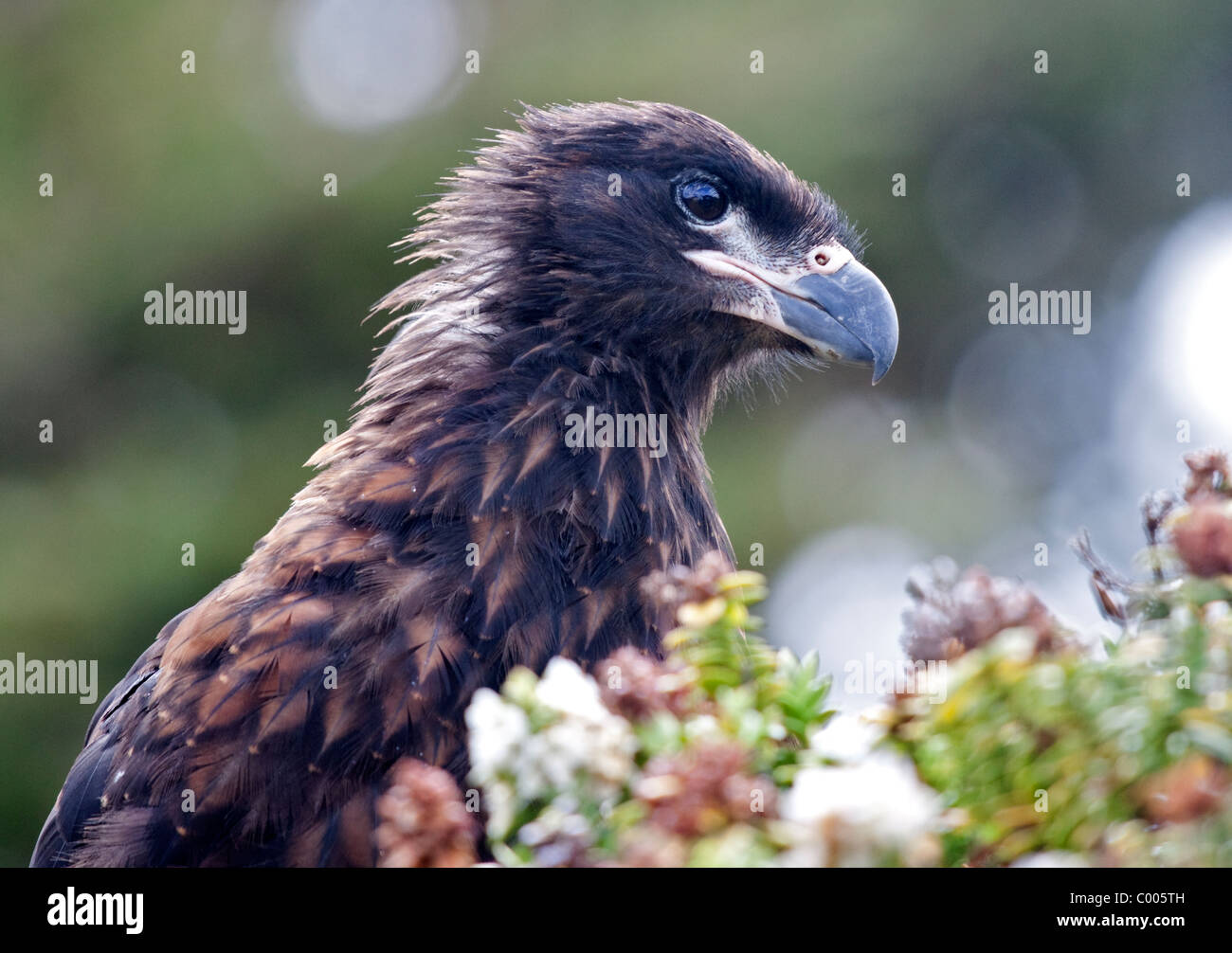 Johnny rook birds falklands hi-res stock photography and images - Alamy