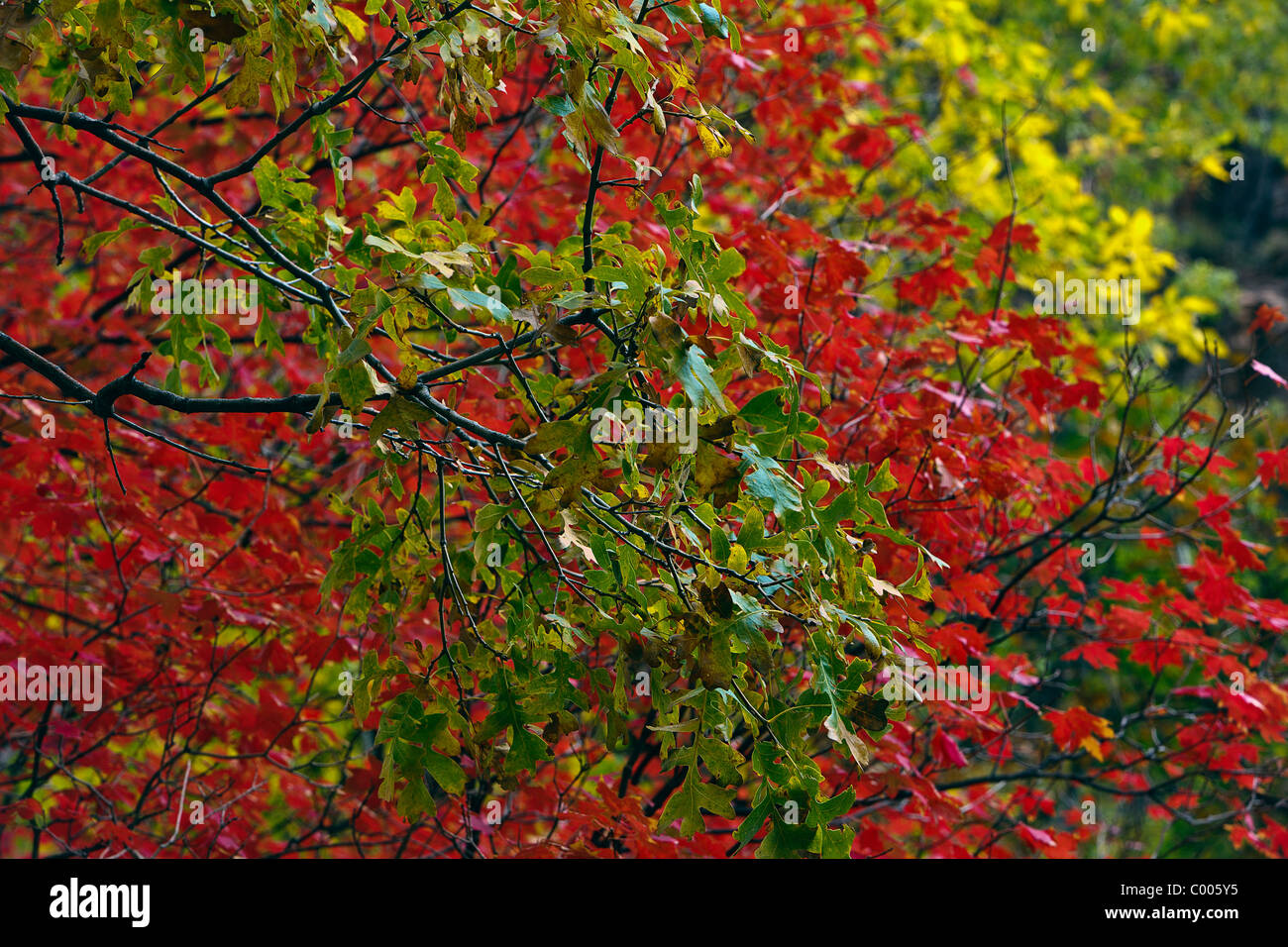 Various fall colors autumn Zion Canyon, Zion National Park, Utah, USA ...