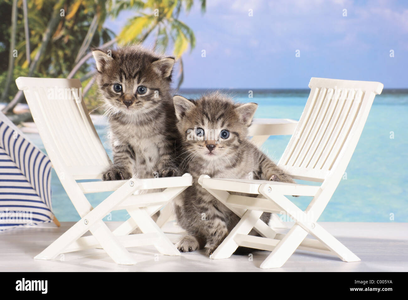 domestic cat - two kittens at chairs Stock Photo - Alamy