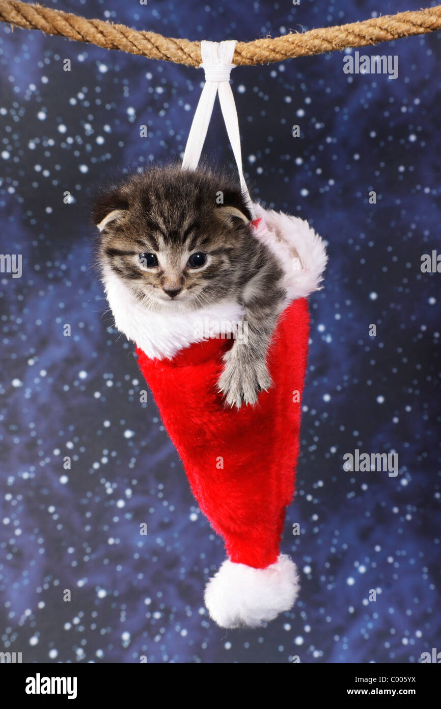 Cat kitten hanging rope hi-res stock photography and images - Alamy