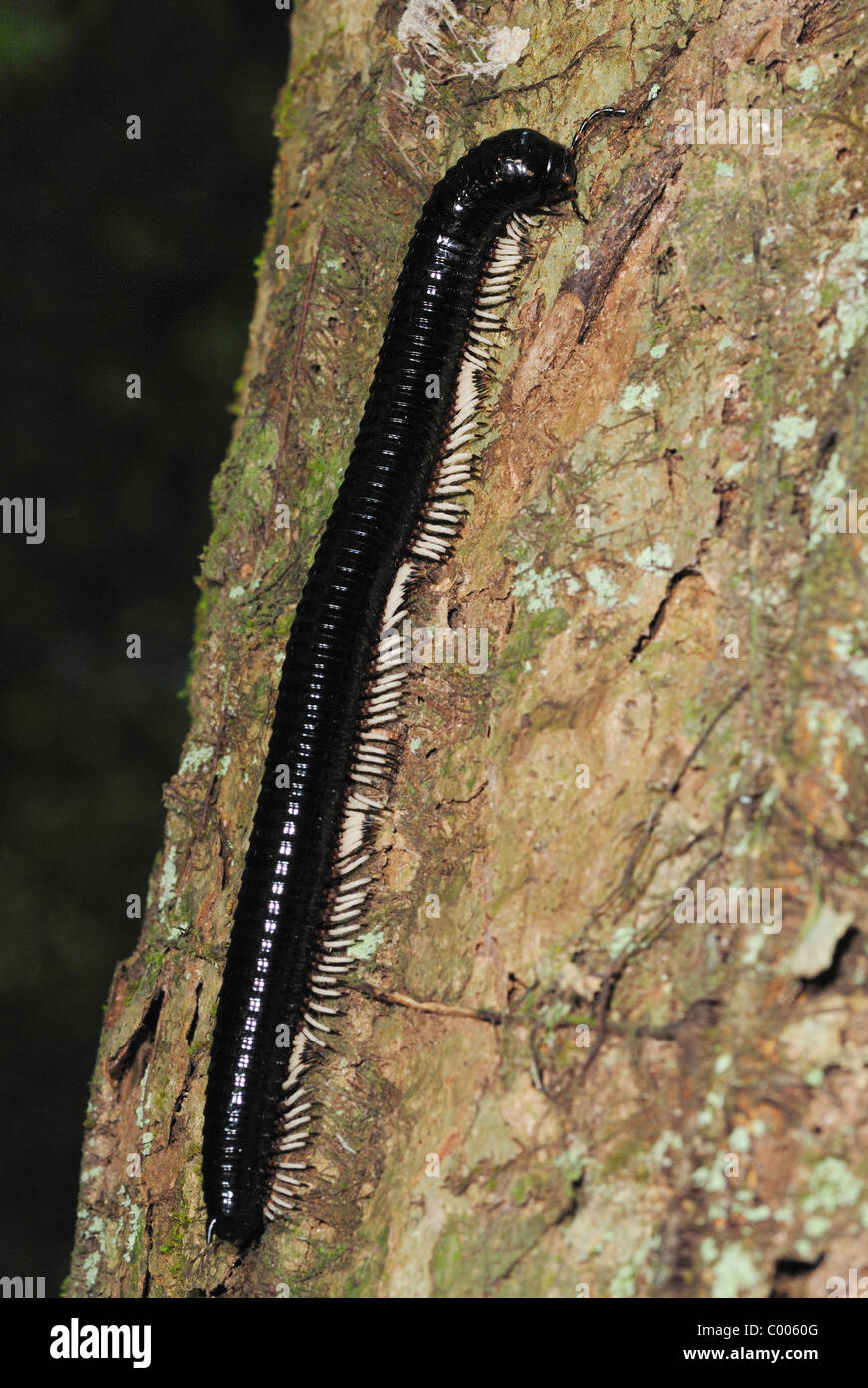 Giant Millipede in Sinharaja Rainforest, Sri Lanka Stock Photo - Alamy