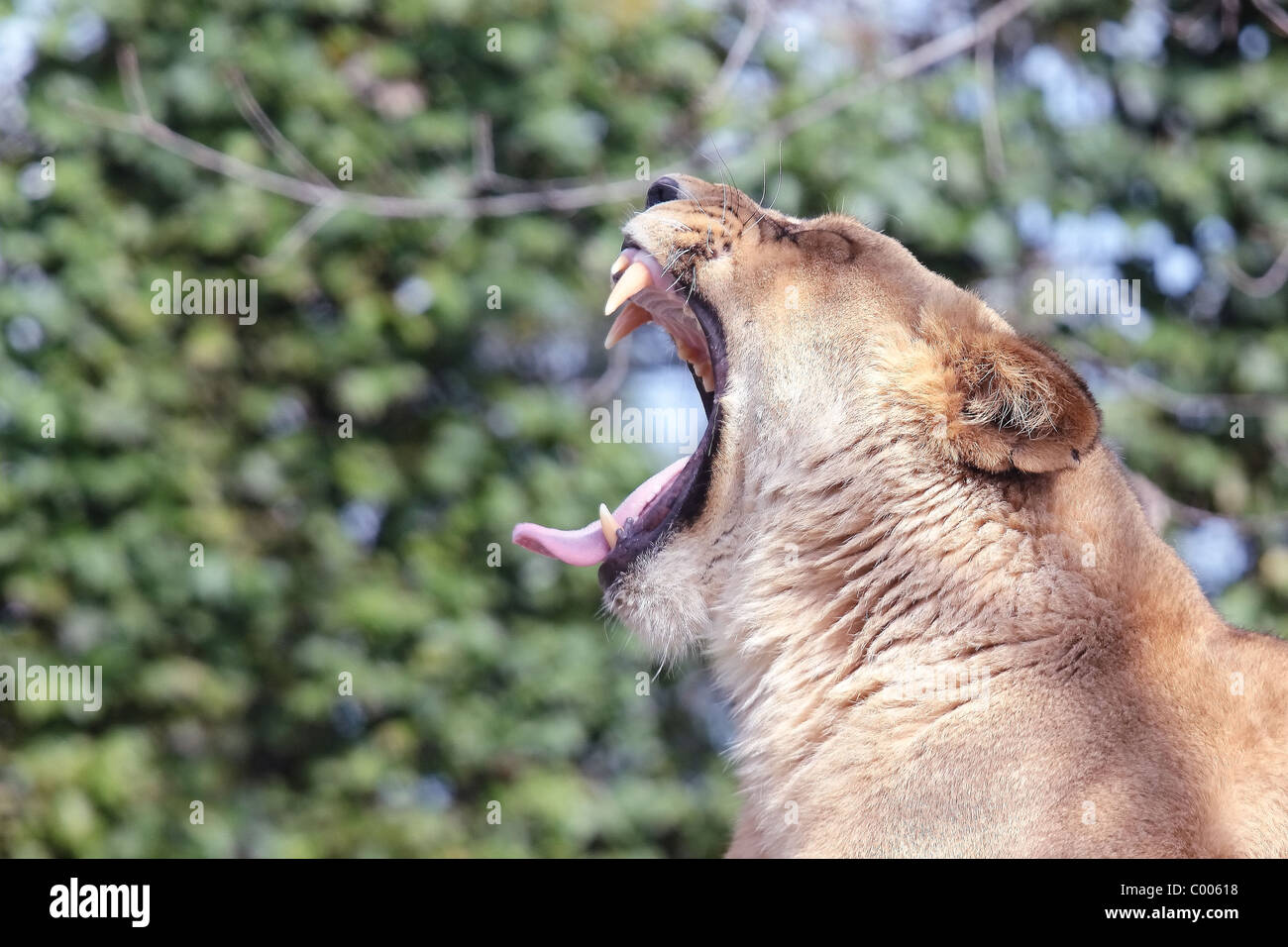 Scary male lion hi-res stock photography and images - Alamy
