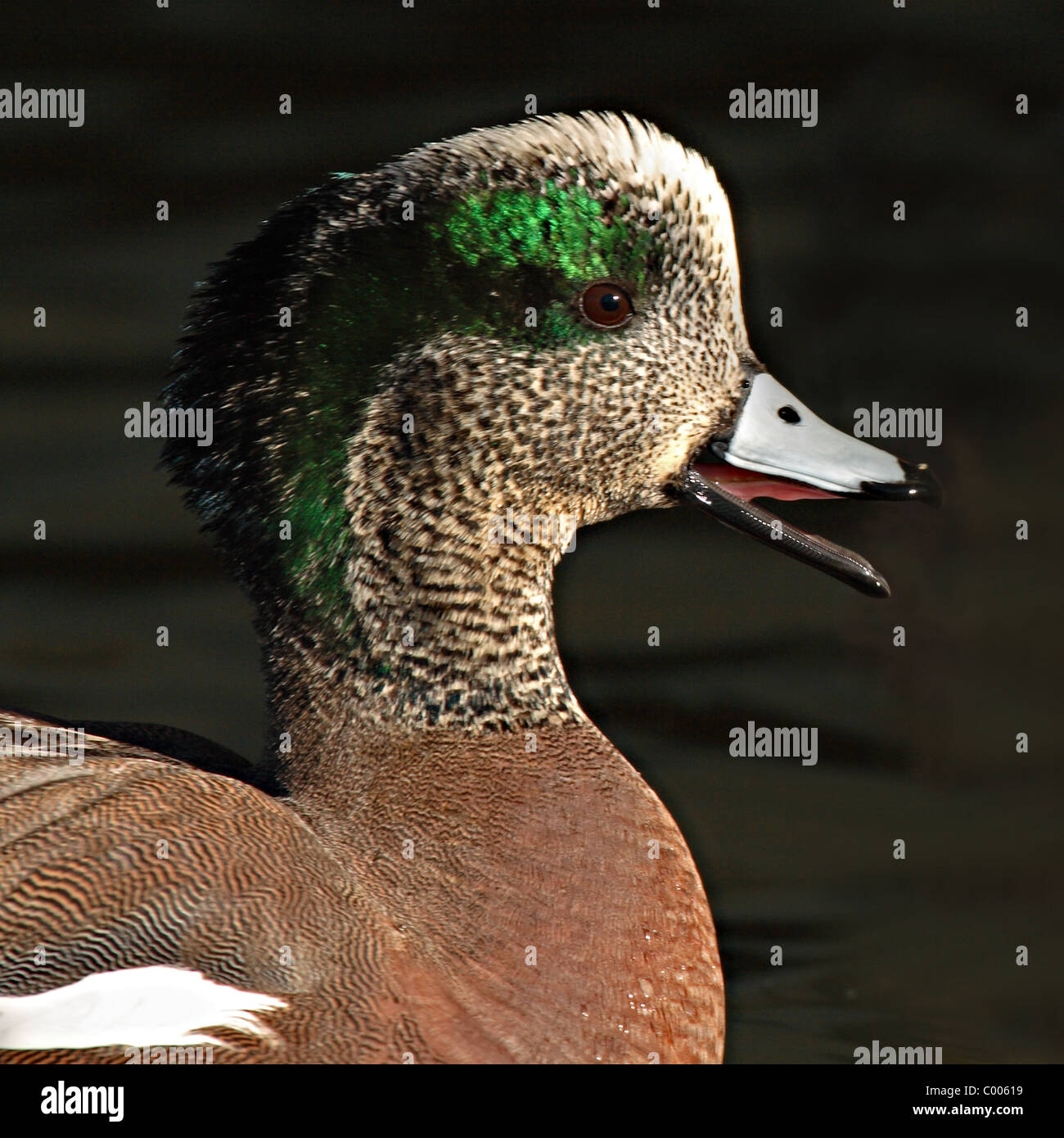 American wigeon drake hi-res stock photography and images - Alamy