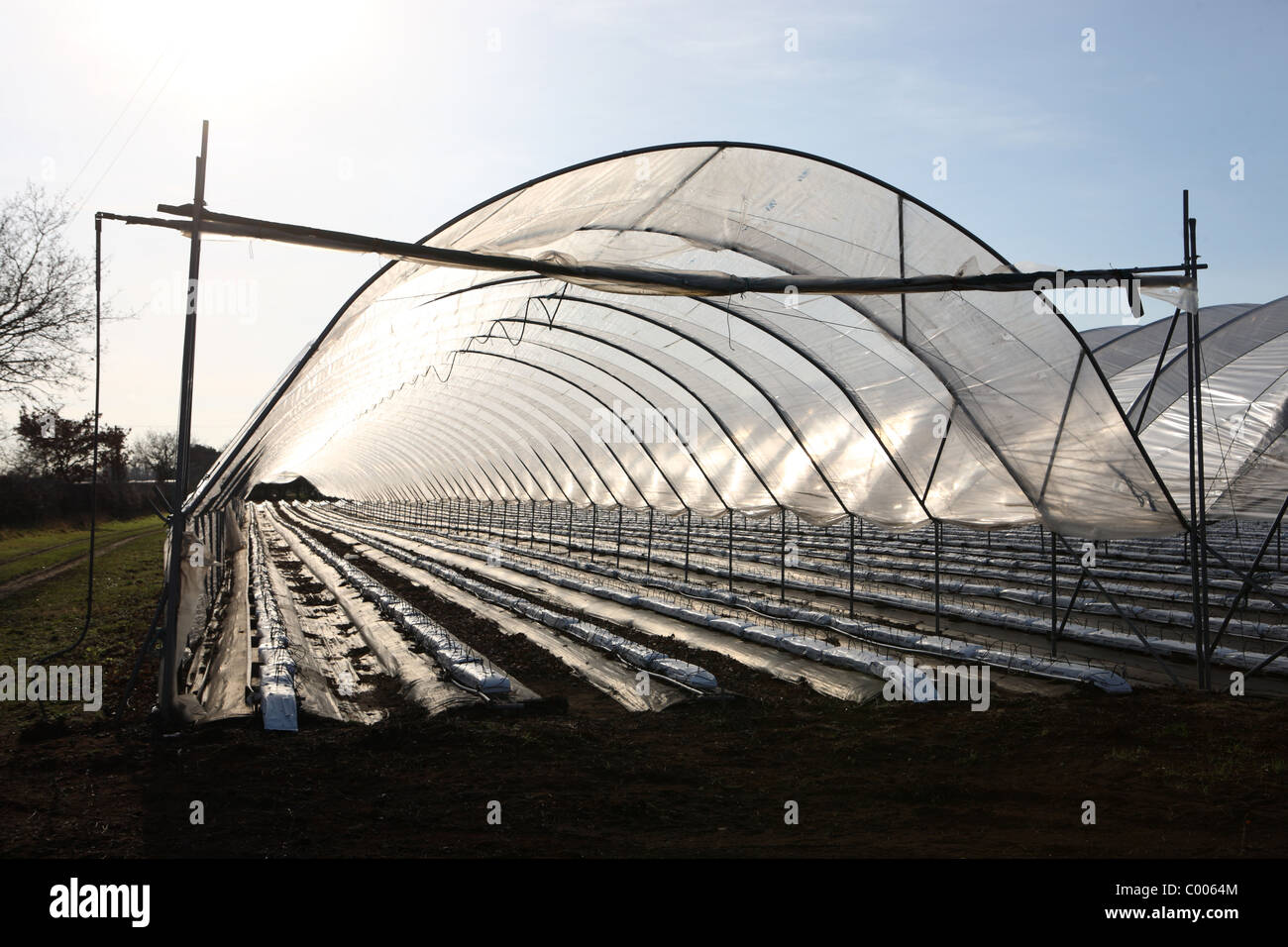 Inside poly tunnel hi-res stock photography and images - Alamy