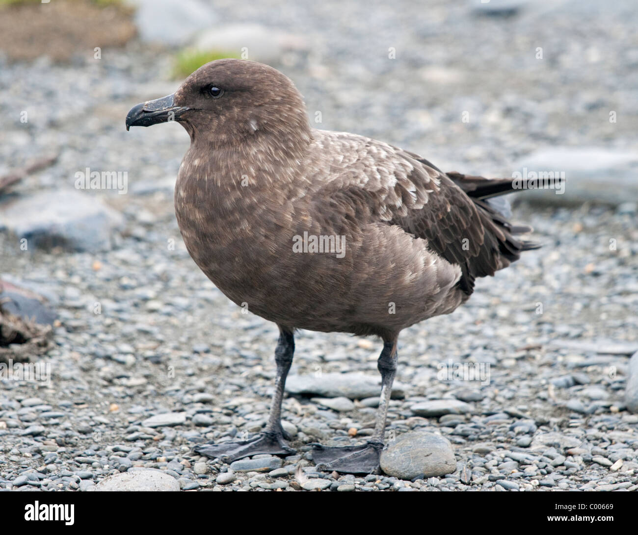 Brown Subantarctic Skua (stercoraius antarcticus lonnbergi), Salisbury Plain, South Georgia ...