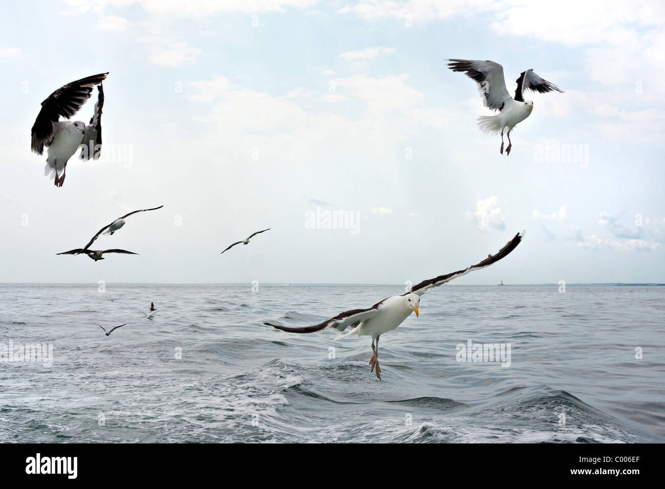 A group of scavenging seagulls flying over the ocean waters of the Long ...