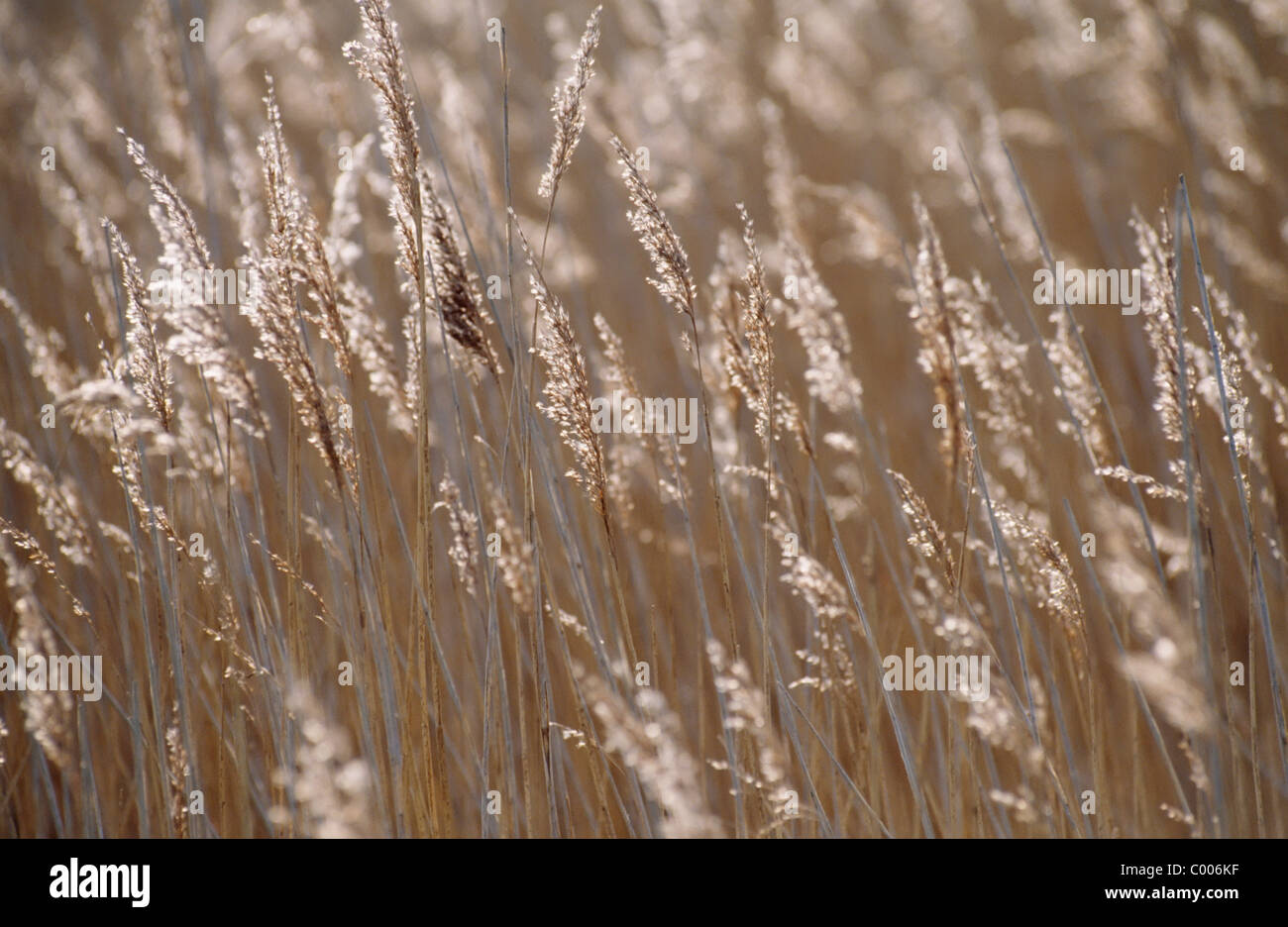 Reeds, Close Up Stock Photo - Alamy