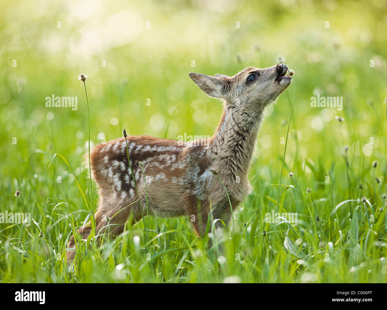 European Roe Deer - fawn on meadow Stock Photo - Alamy