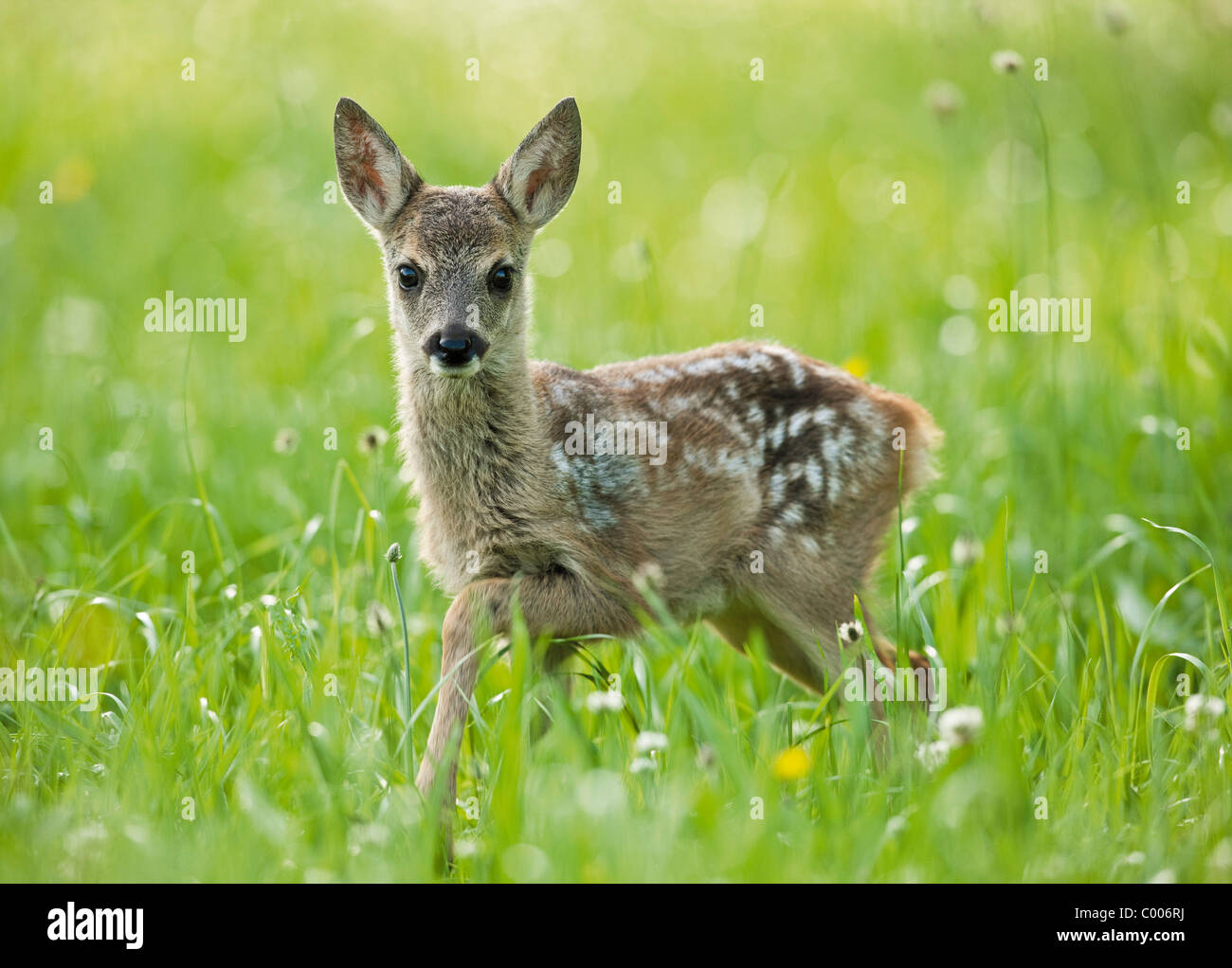 European Roe Deer - fawn on meadow Stock Photo - Alamy