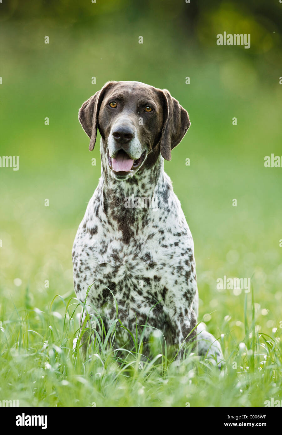 German Shorthaired Pointer. Adult dog sitting on meadow Stock Photo - Alamy