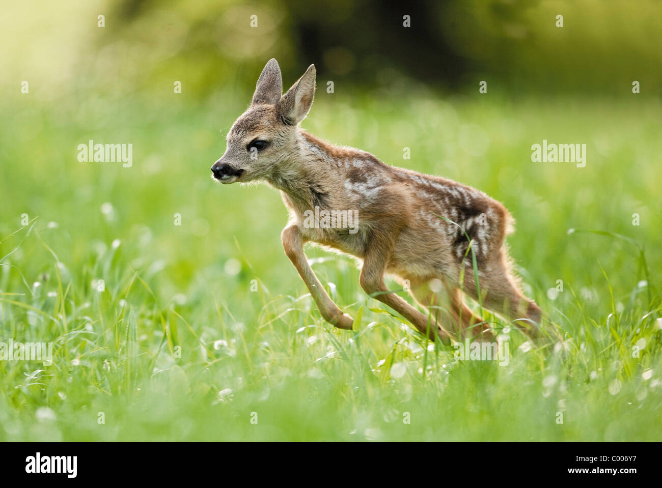 Young animal jumps on meadow hi-res stock photography and images - Alamy
