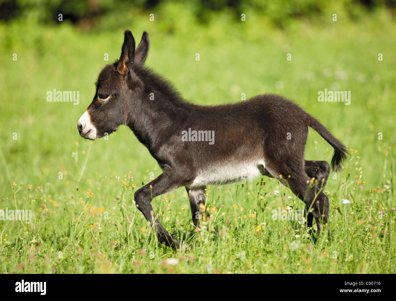 Donkey Cub Meadow High Resolution Stock Photography and Images - Alamy