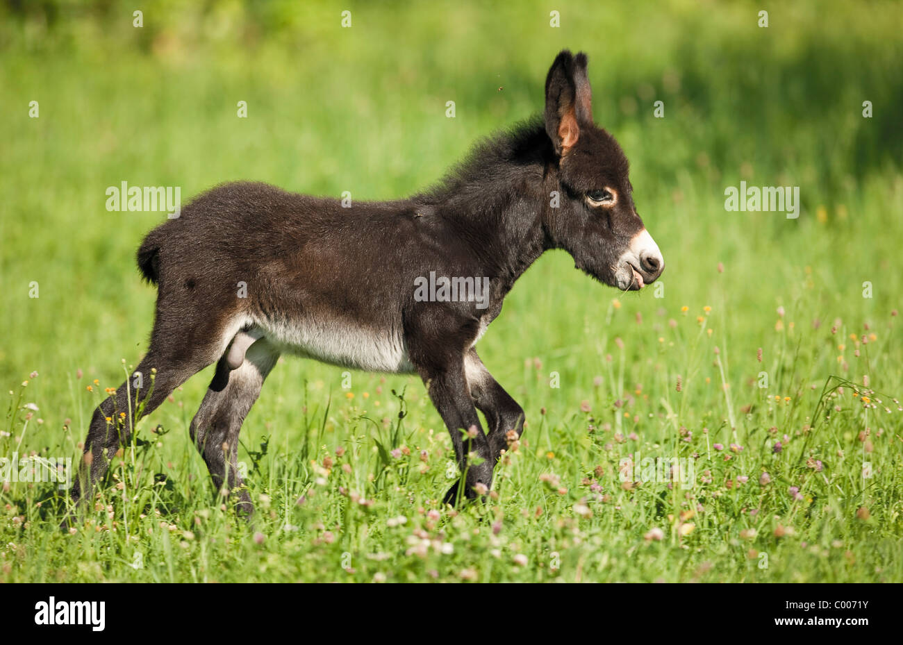 Donkey Cub Meadow High Resolution Stock Photography and Images - Alamy