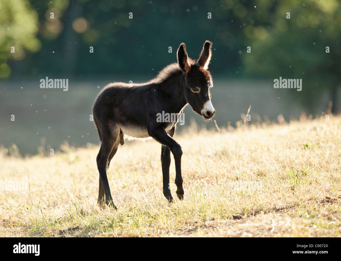 Donkey cub meadow hi-res stock photography and images - Alamy