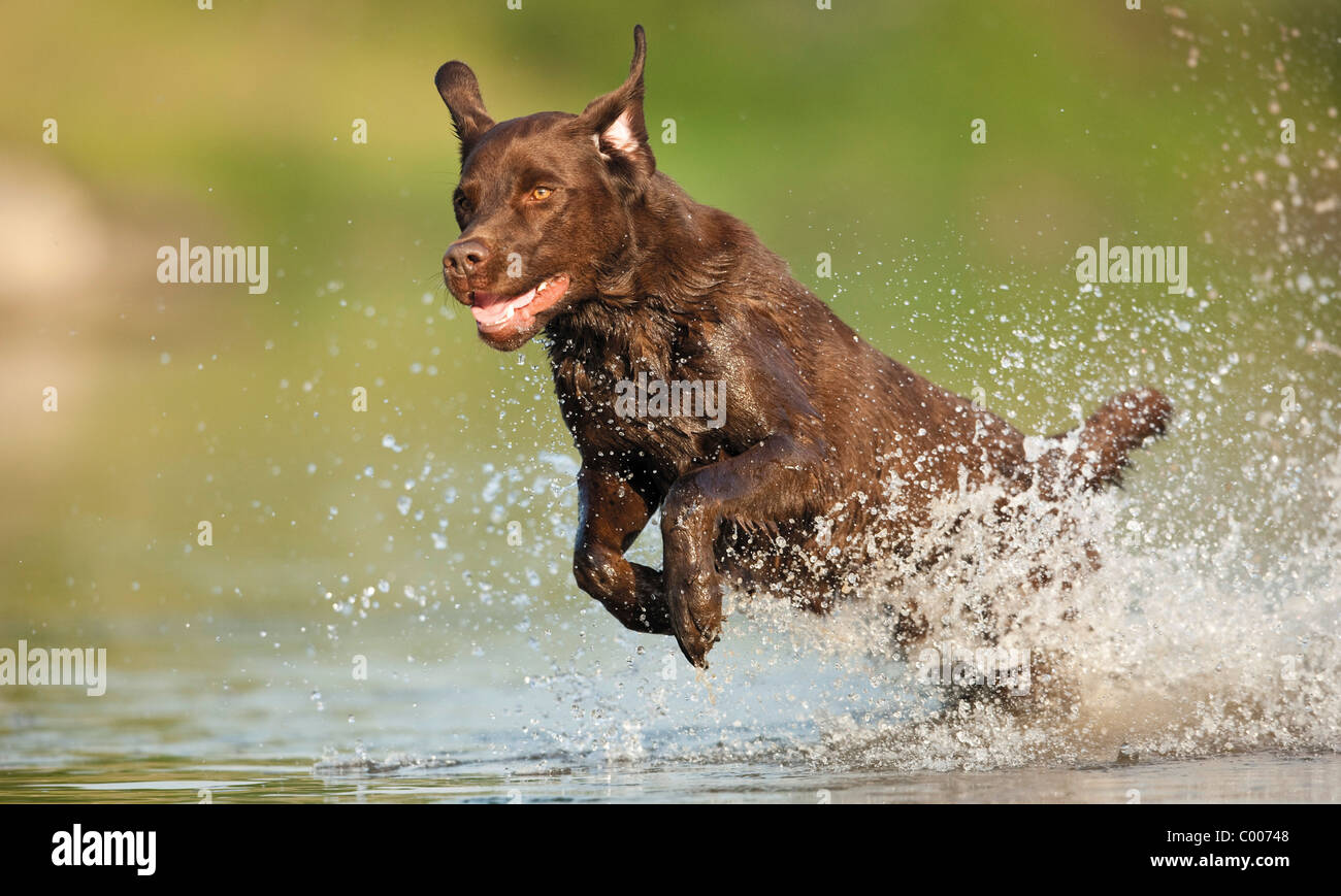 Labrador Retriever dog - running in water Stock Photo - Alamy
