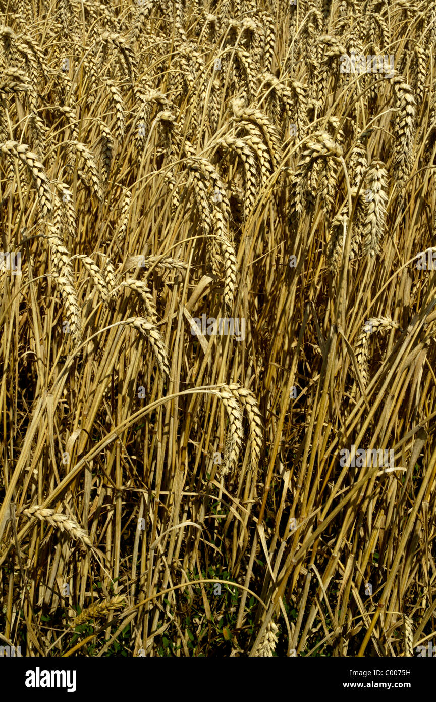 Weizenfeld, Triticum durum, Wheat Field, Baden-Wuerttemberg ...