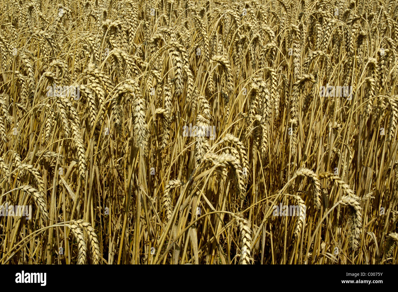 Weizenfeld, Triticum durum, Wheat Field, Baden-Wuerttemberg ...