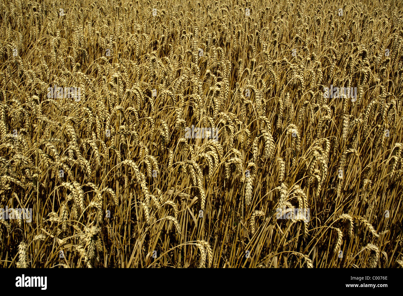 Weizenfeld, Triticum durum, Wheat Field, Baden-Wuerttemberg ...