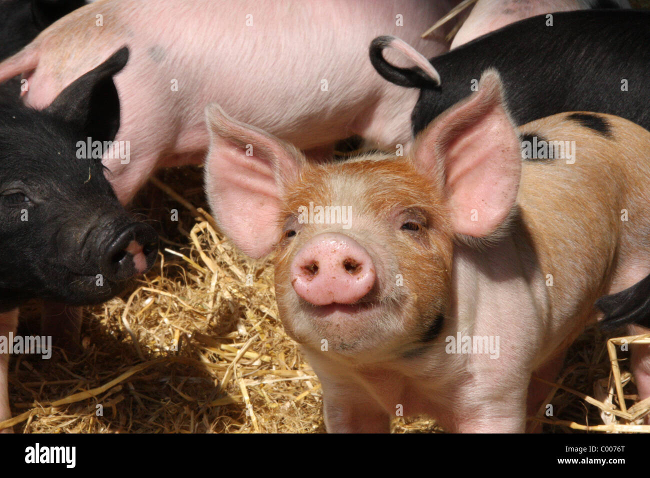 Pig Gloucester Old Spot Stock Photo - Alamy
