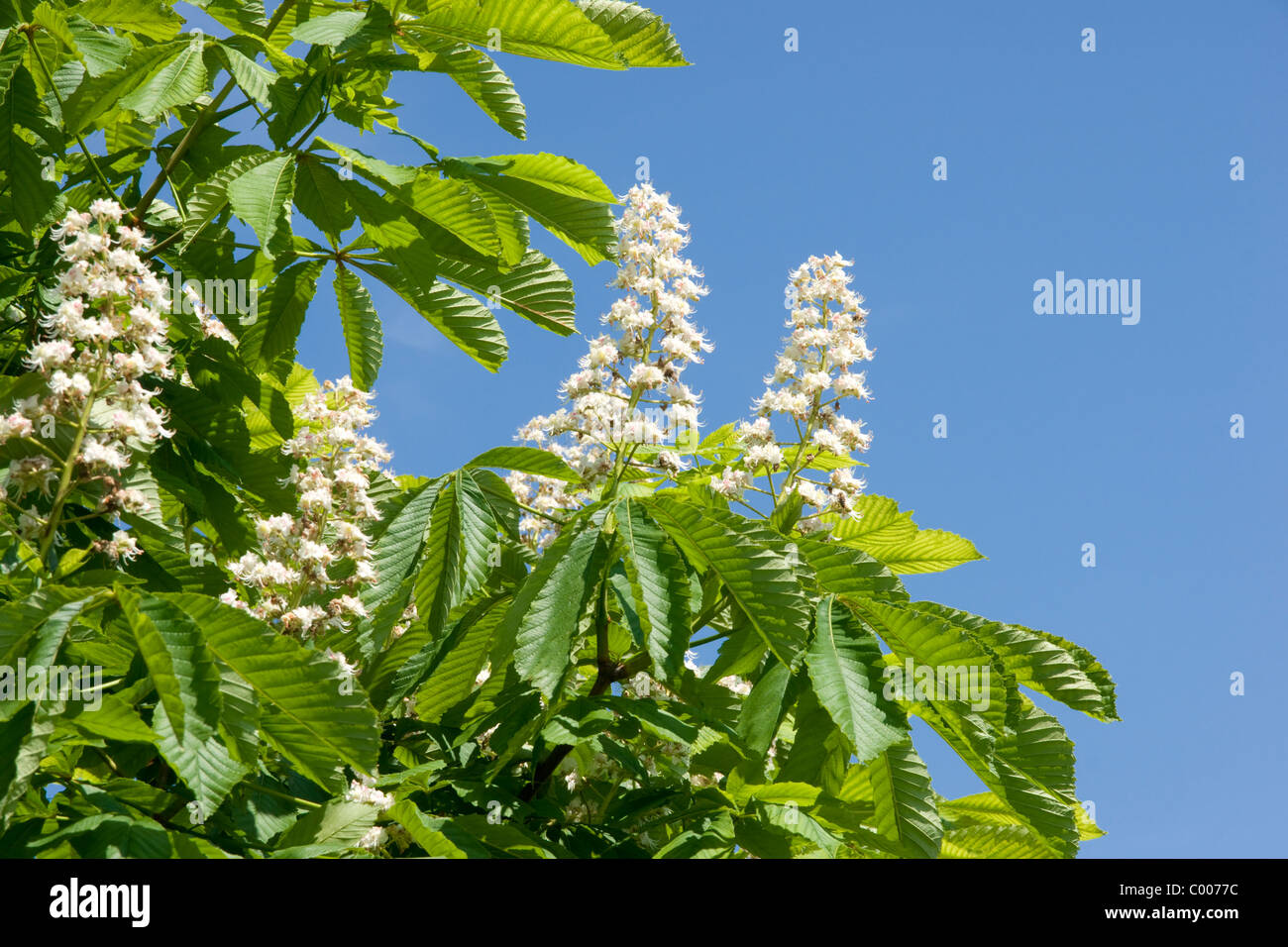 Chestnut Flower High Resolution Stock Photography and Images - Alamy