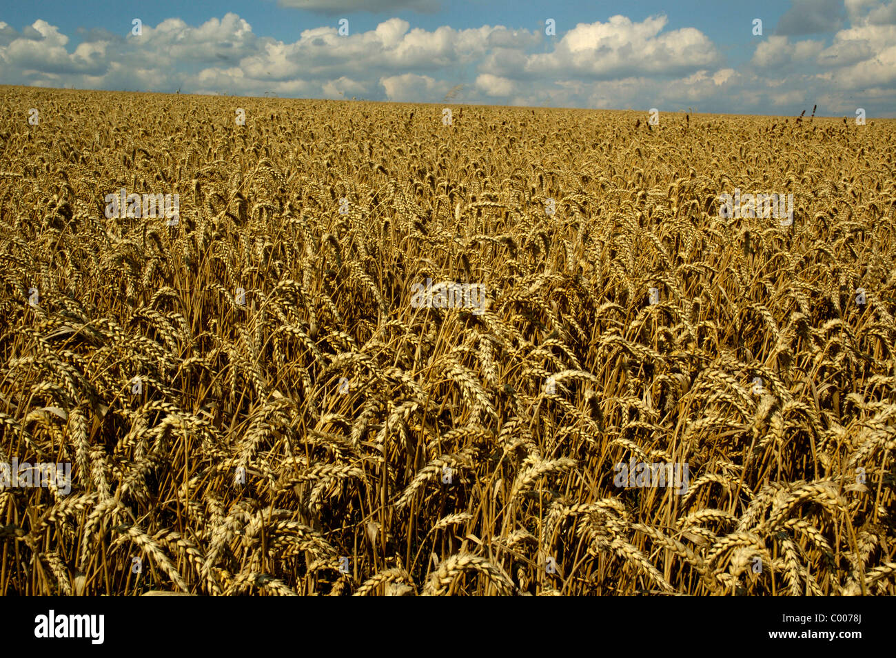 Weizenfeld, Triticum durum, Wheat Field, Baden-Wuerttemberg ...