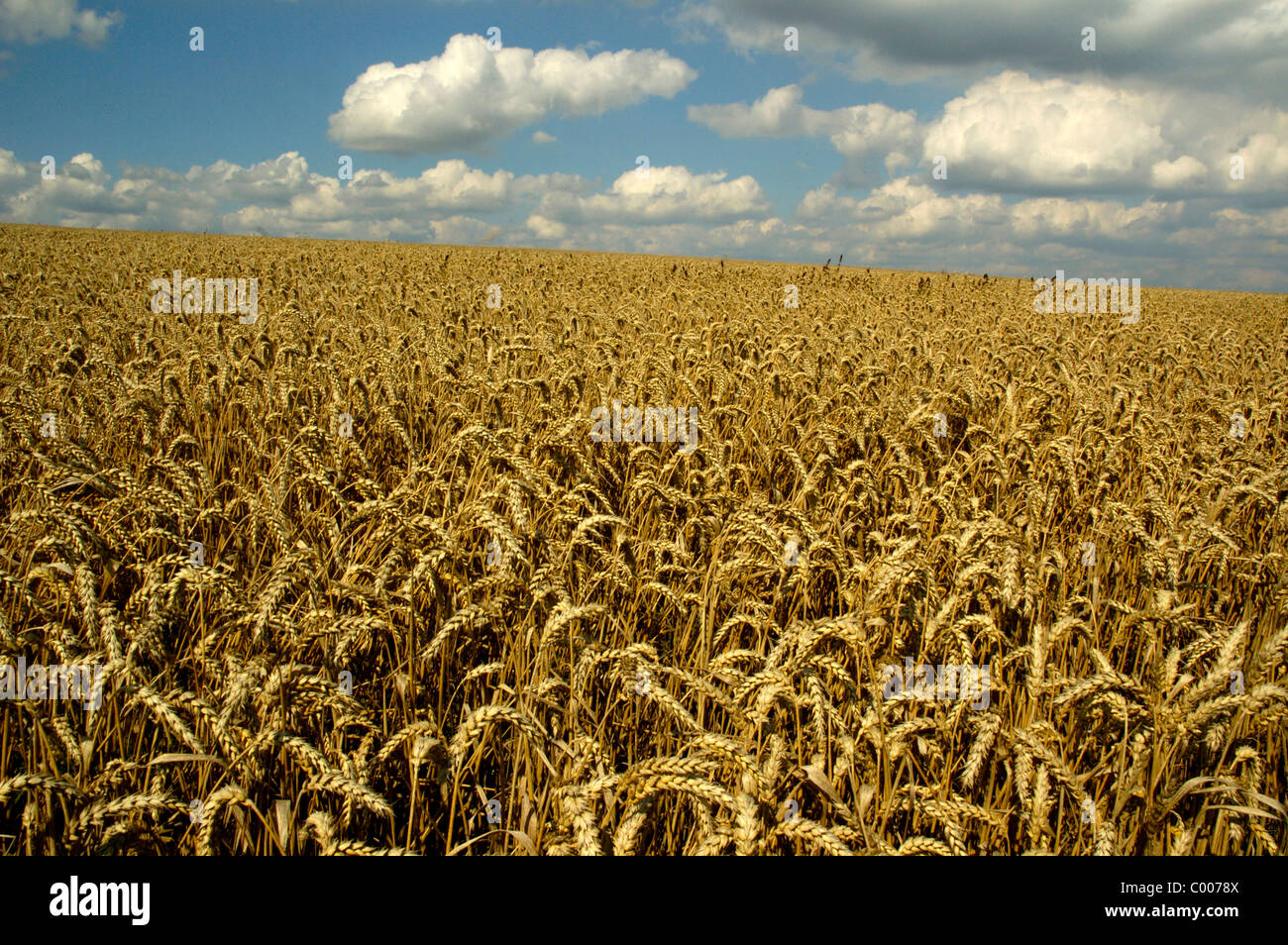 Weizenfeld, Triticum durum, Wheat Field, Baden-Wuerttemberg ...