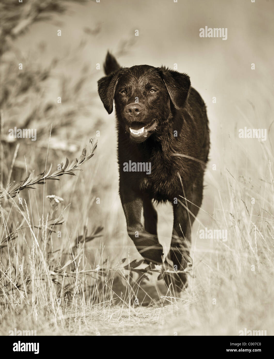 Labrador Retriever - running Stock Photo - Alamy