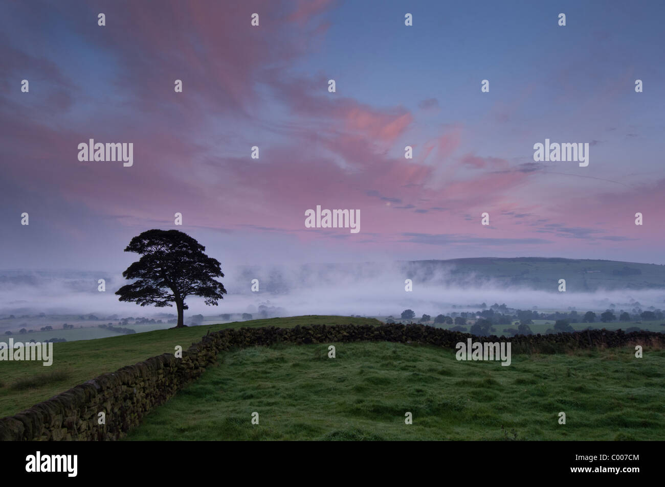 Single Sycamore tree at dawn Stock Photo - Alamy