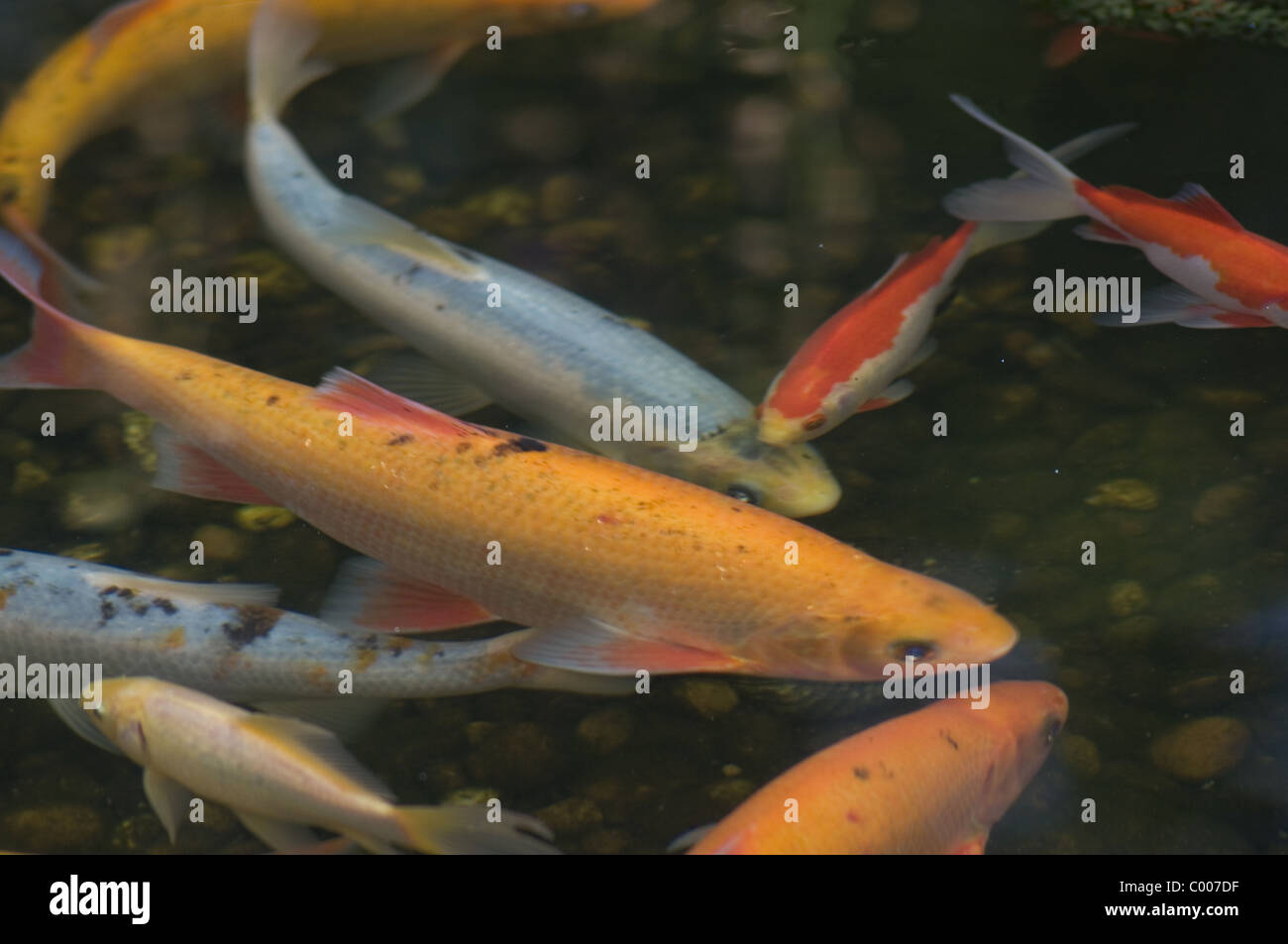 Orff and gold fish in a garden pond Stock Photo - Alamy