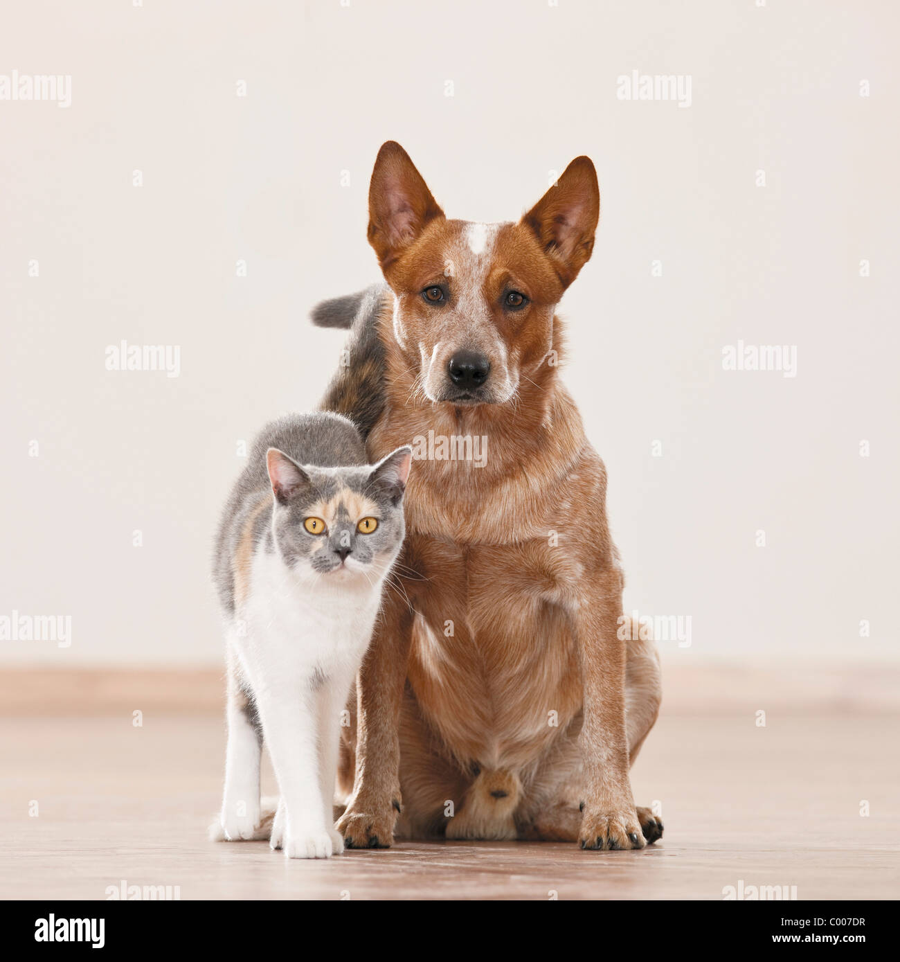 animal friendship : British Shorthair cat and Australian Cattle dog ...