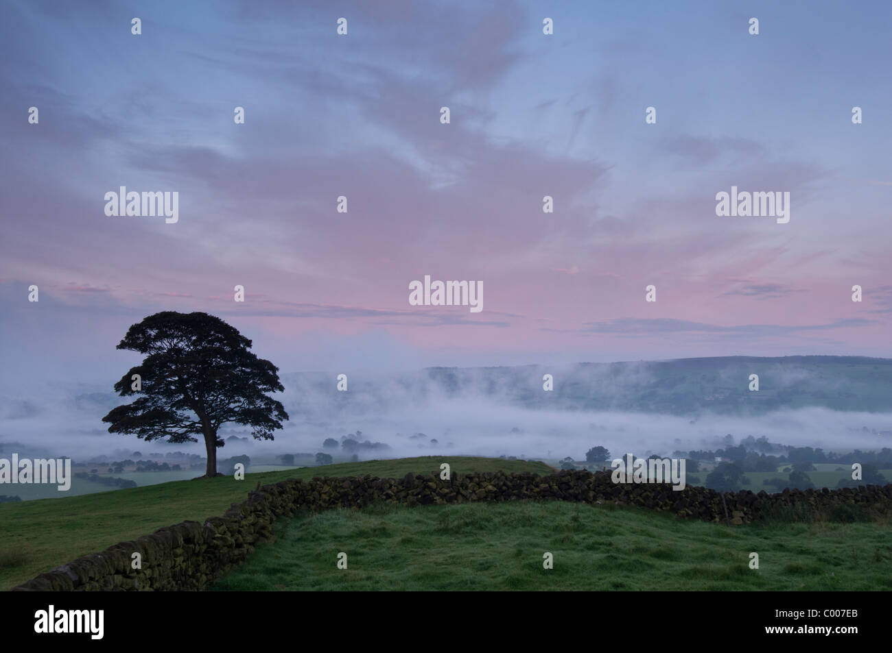 Single Sycamore tree at dawn Stock Photo - Alamy