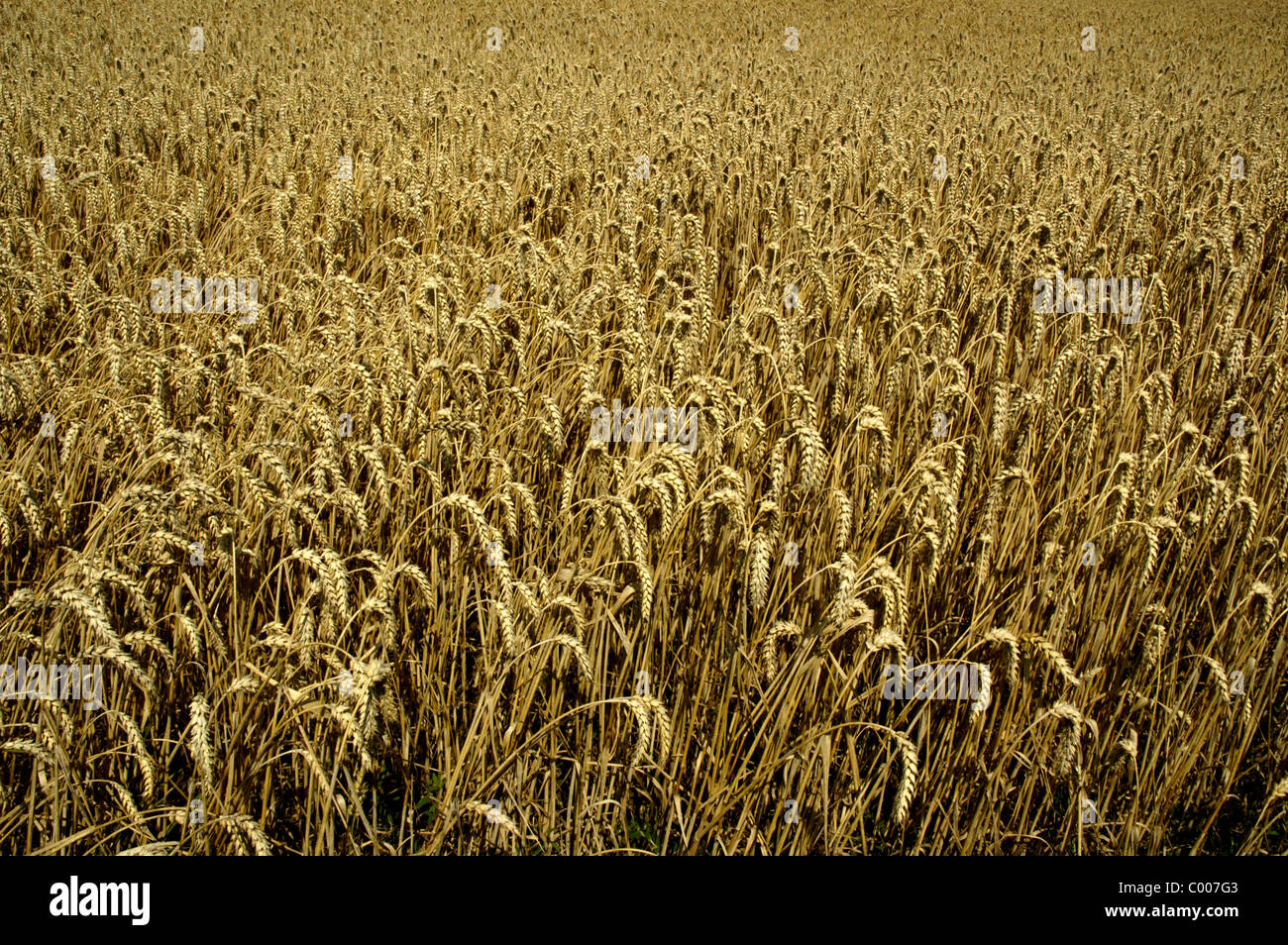 Agraland hi-res stock photography and images - Alamy