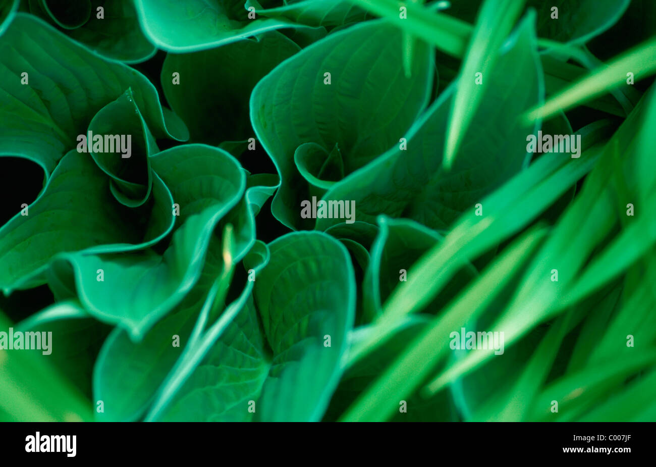 Hosta Leaves, Close Up Stock Photo - Alamy