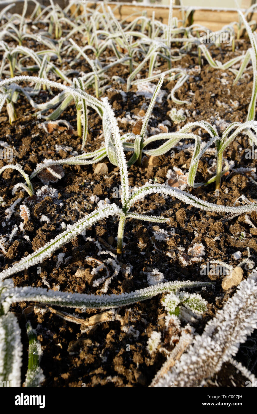 Overwintering crops hi-res stock photography and images - Alamy
