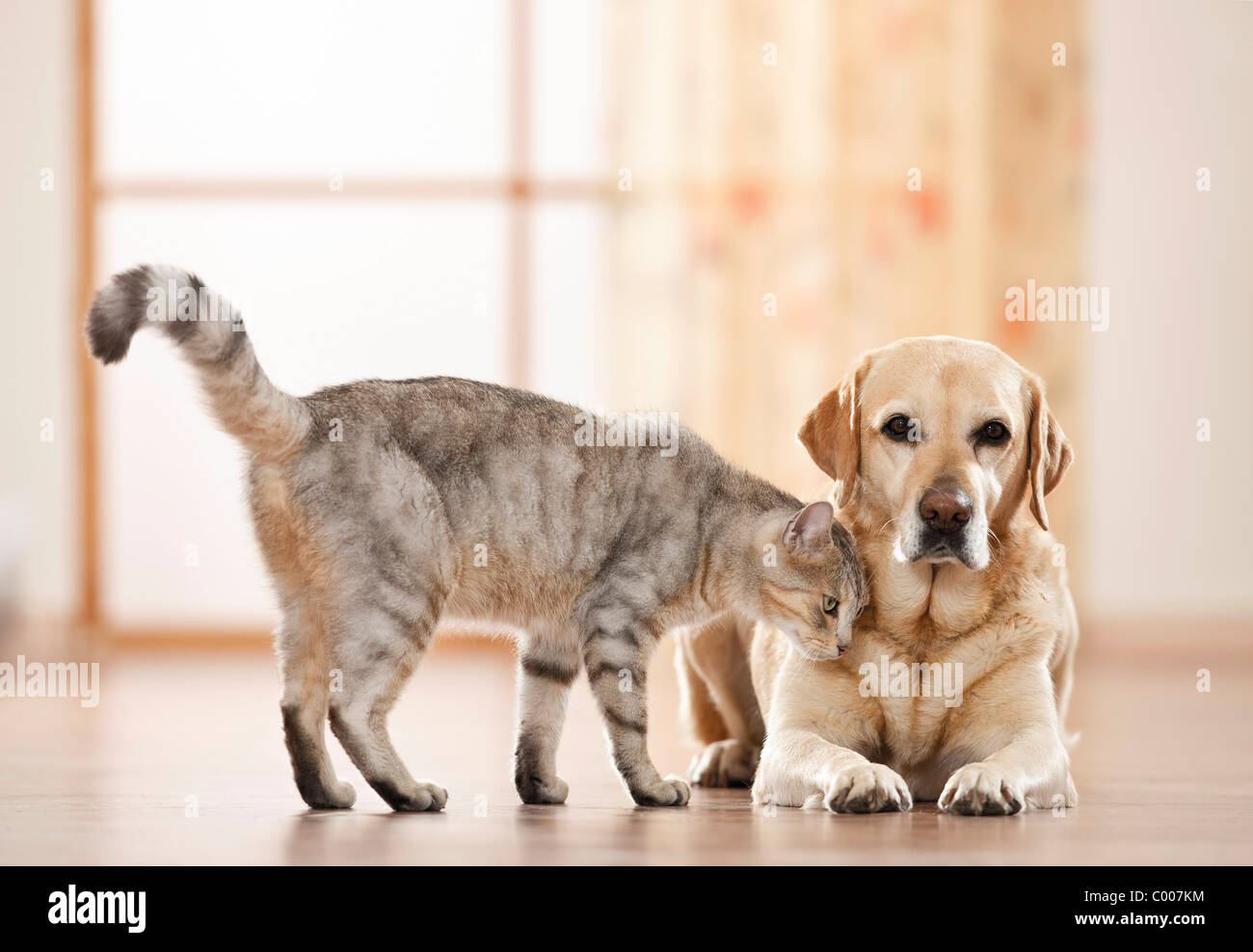 How Are Labradors With Cats