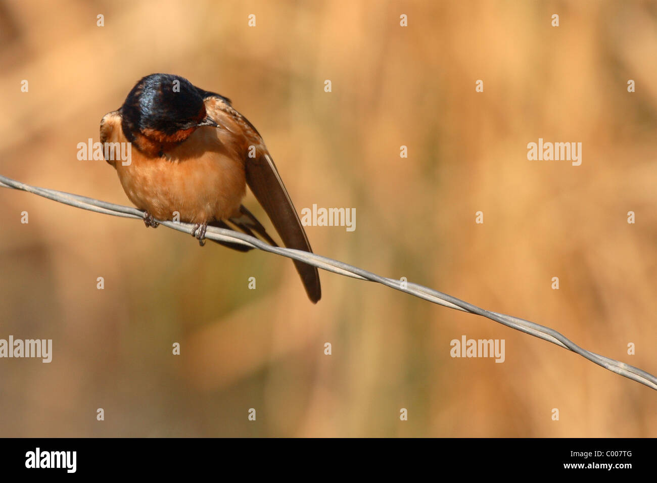 A Barn Swallow grooming under it's wing Stock Photo - Alamy