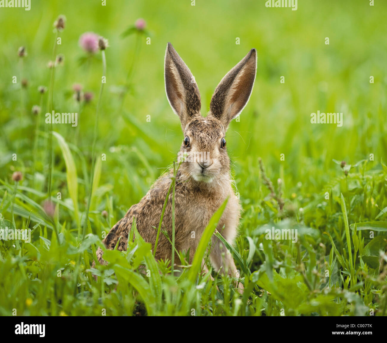 Young European Hare (Lepus europaeus) on meadow Stock Photo - Alamy