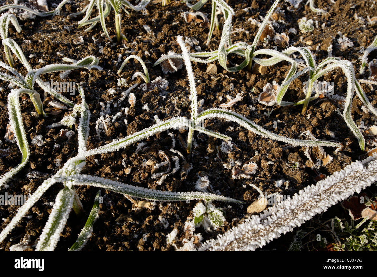Overwintering overwinter hi-res stock photography and images - Alamy