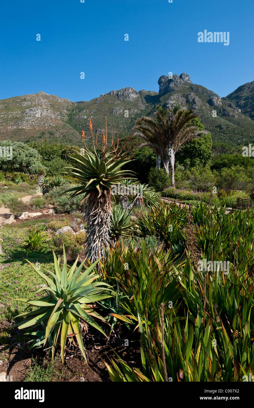 Kirstenbosch gardens hi-res stock photography and images - Alamy