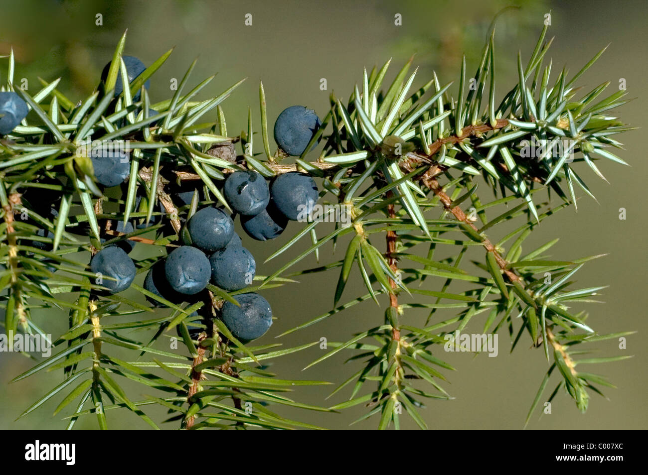 Juniper berry tree hi-res stock photography and images - Alamy