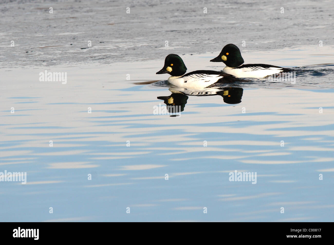 A pair of Goldeneye drakes Stock Photo - Alamy