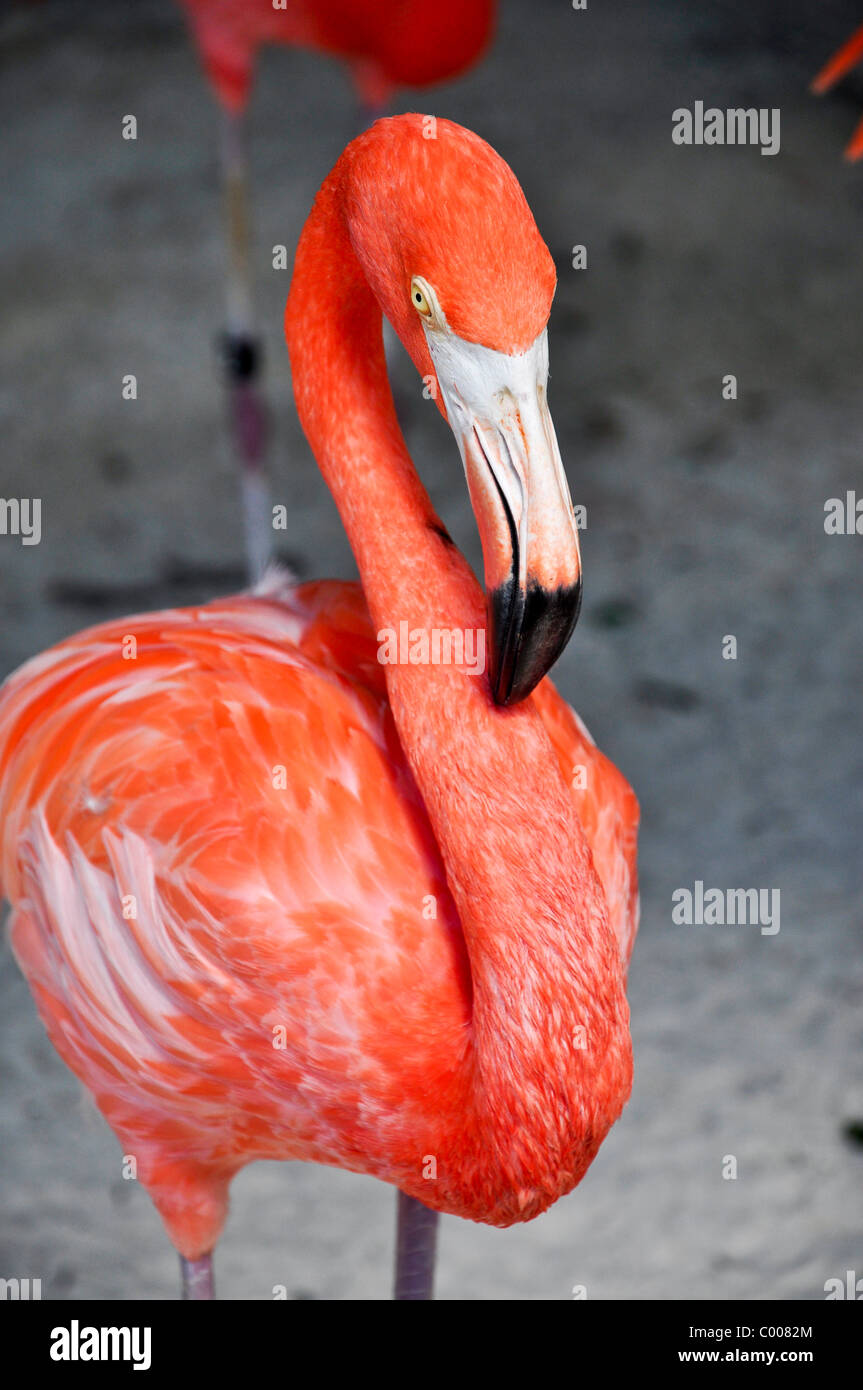 Flamingo close up Stock Photo - Alamy