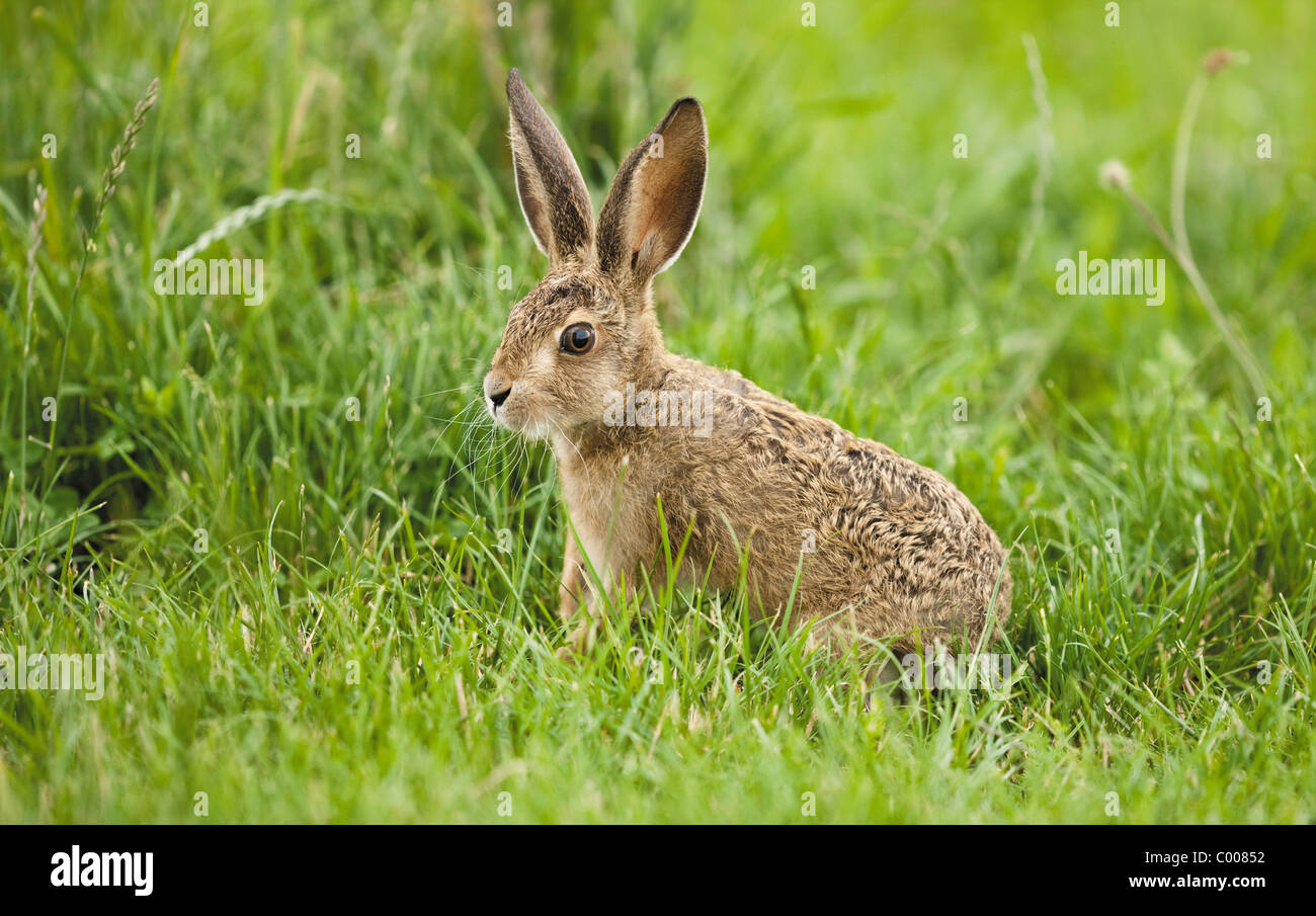 Very young hares hi-res stock photography and images - Alamy