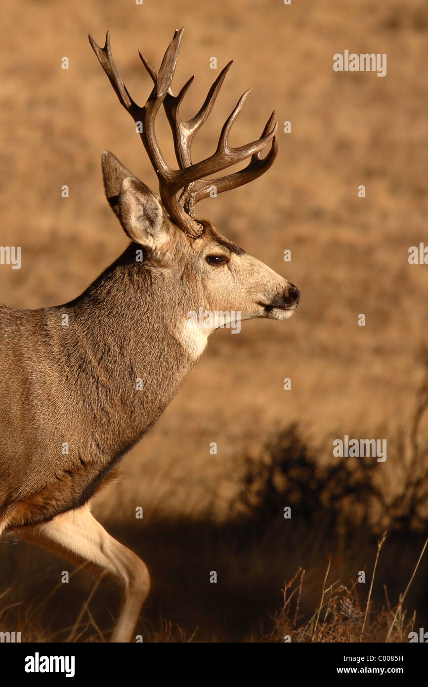 A 15-point Mule Deer buck Stock Photo - Alamy