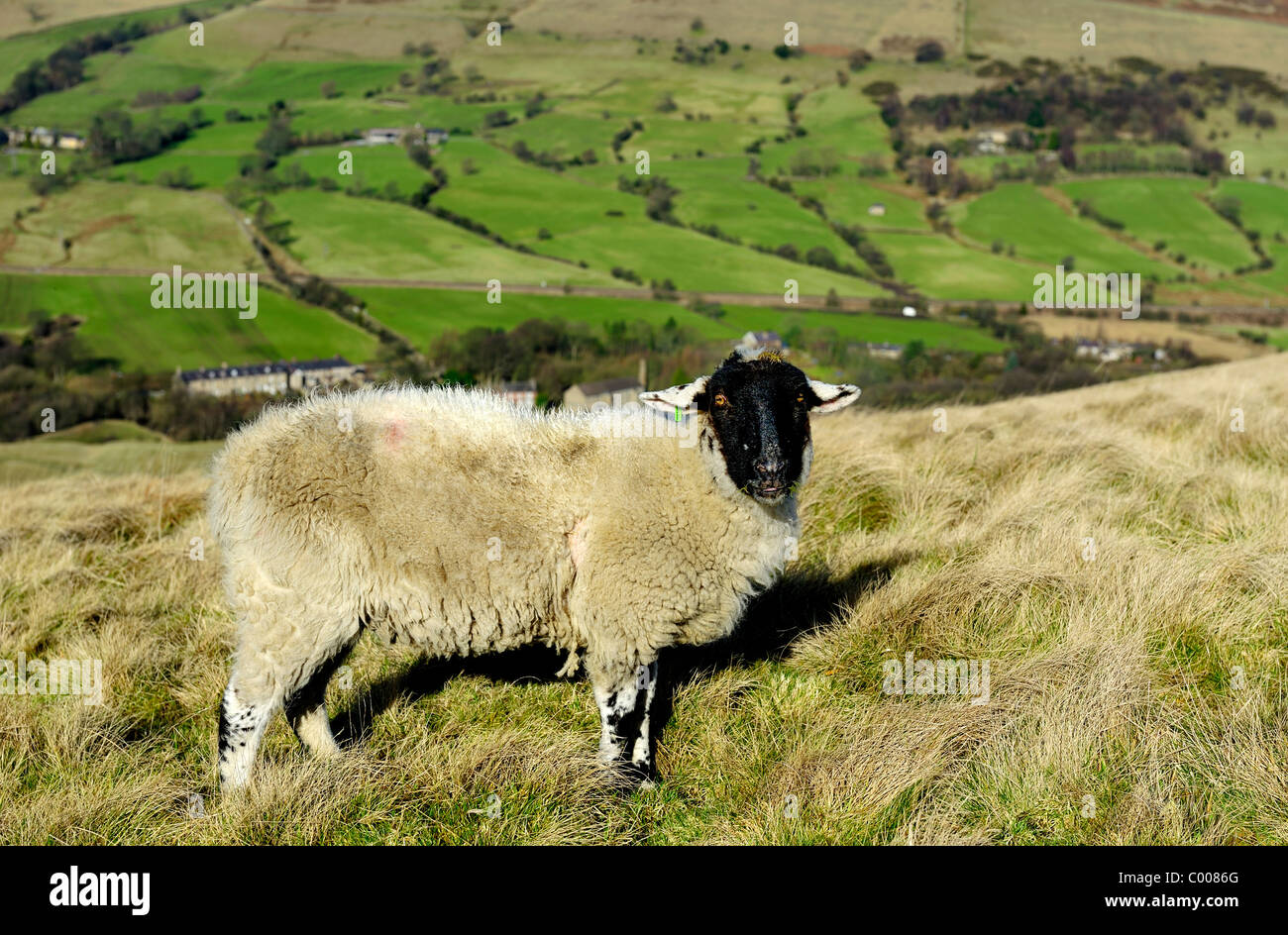 English sheep with edale in the background Derbyshire england uk Stock ...