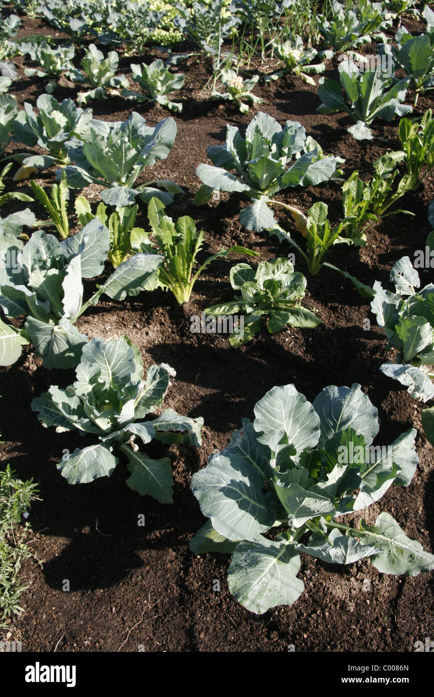 Field plants sun patch green veg hi-res stock photography and images ...