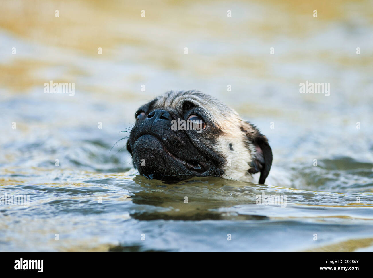 Pug dog - swimming Stock Photo - Alamy