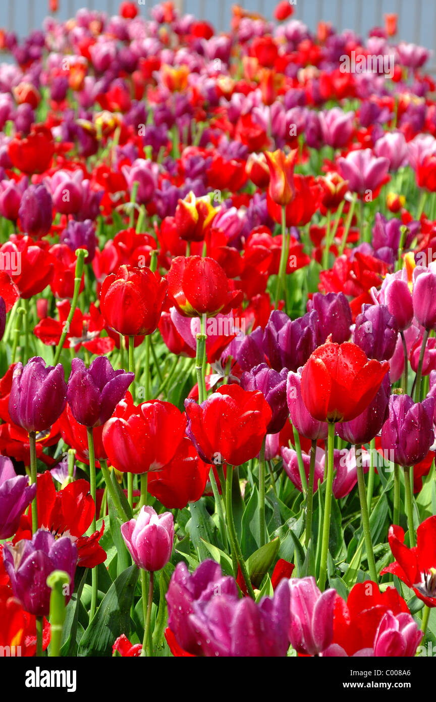 tulips in bloom england uk Stock Photo - Alamy