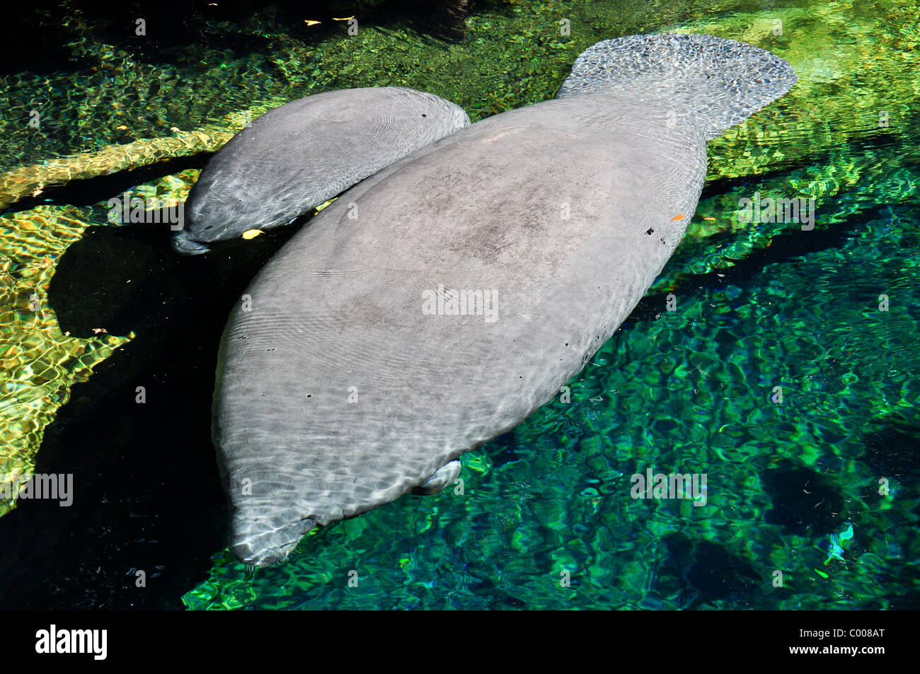 Manatee baby hi-res stock photography and images - Alamy